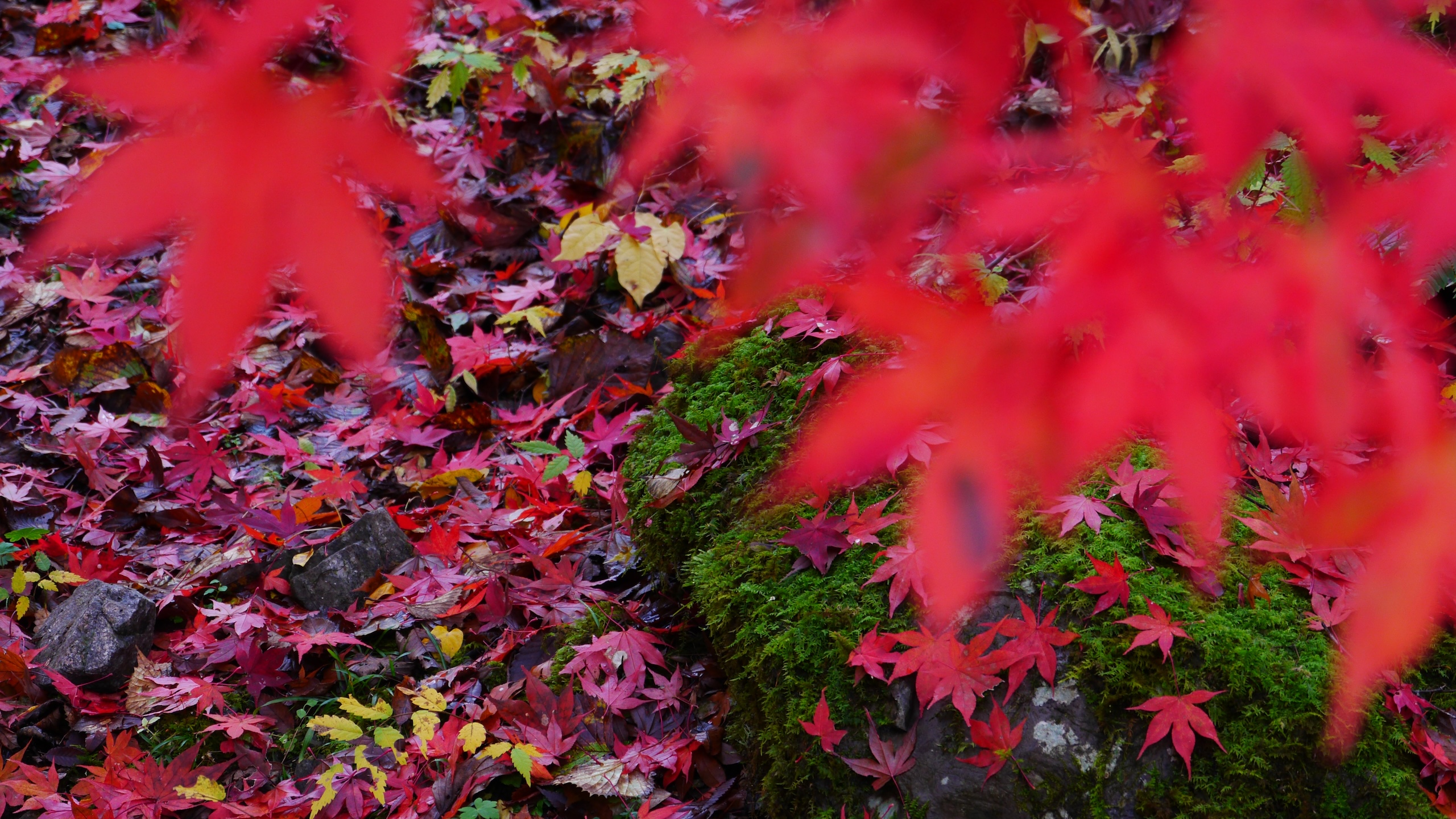 Autumn Colors Reflecting Through Mitarai Gorge of Tenkawa Village ...